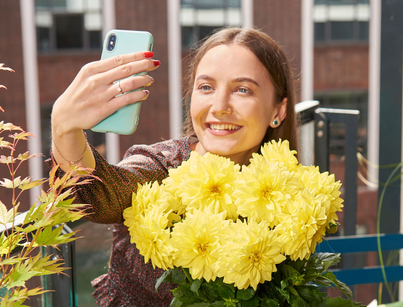 Schwarze Dahlie - Dahlia Black Jack günstig kaufen