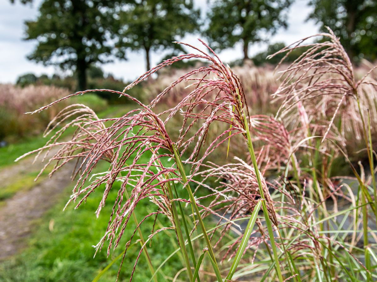 Ziergras Pink Cloud - Miscanthus sinensis Pink Cloud günstig kaufen