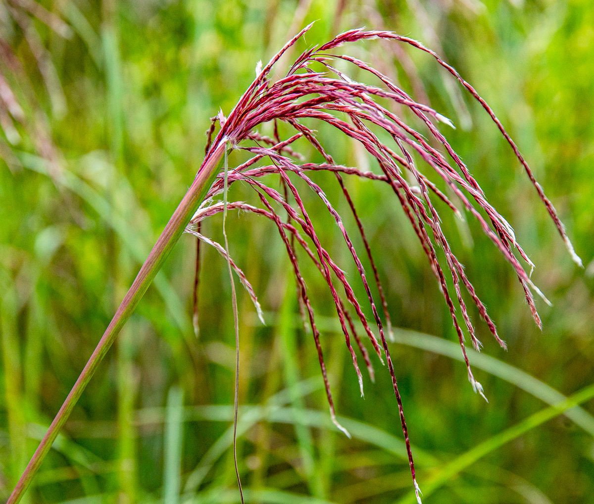 Ziergras Pink Cloud - Miscanthus sinensis Pink Cloud günstig kaufen