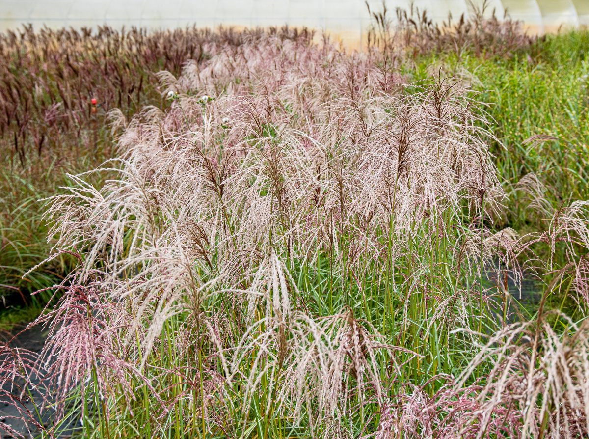 Ziergras Pink Cloud - Miscanthus sinensis Pink Cloud günstig kaufen