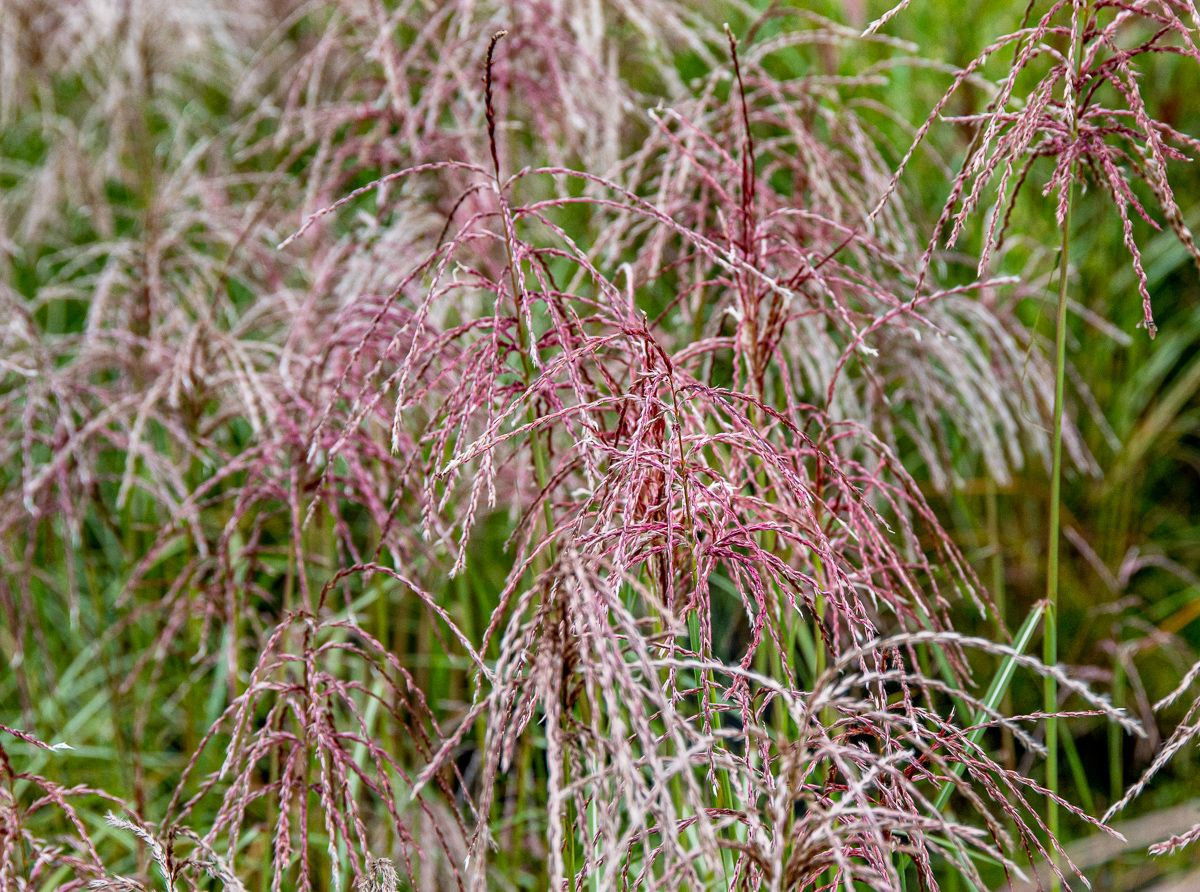 Ziergras Pink Cloud - Miscanthus sinensis Pink Cloud günstig kaufen