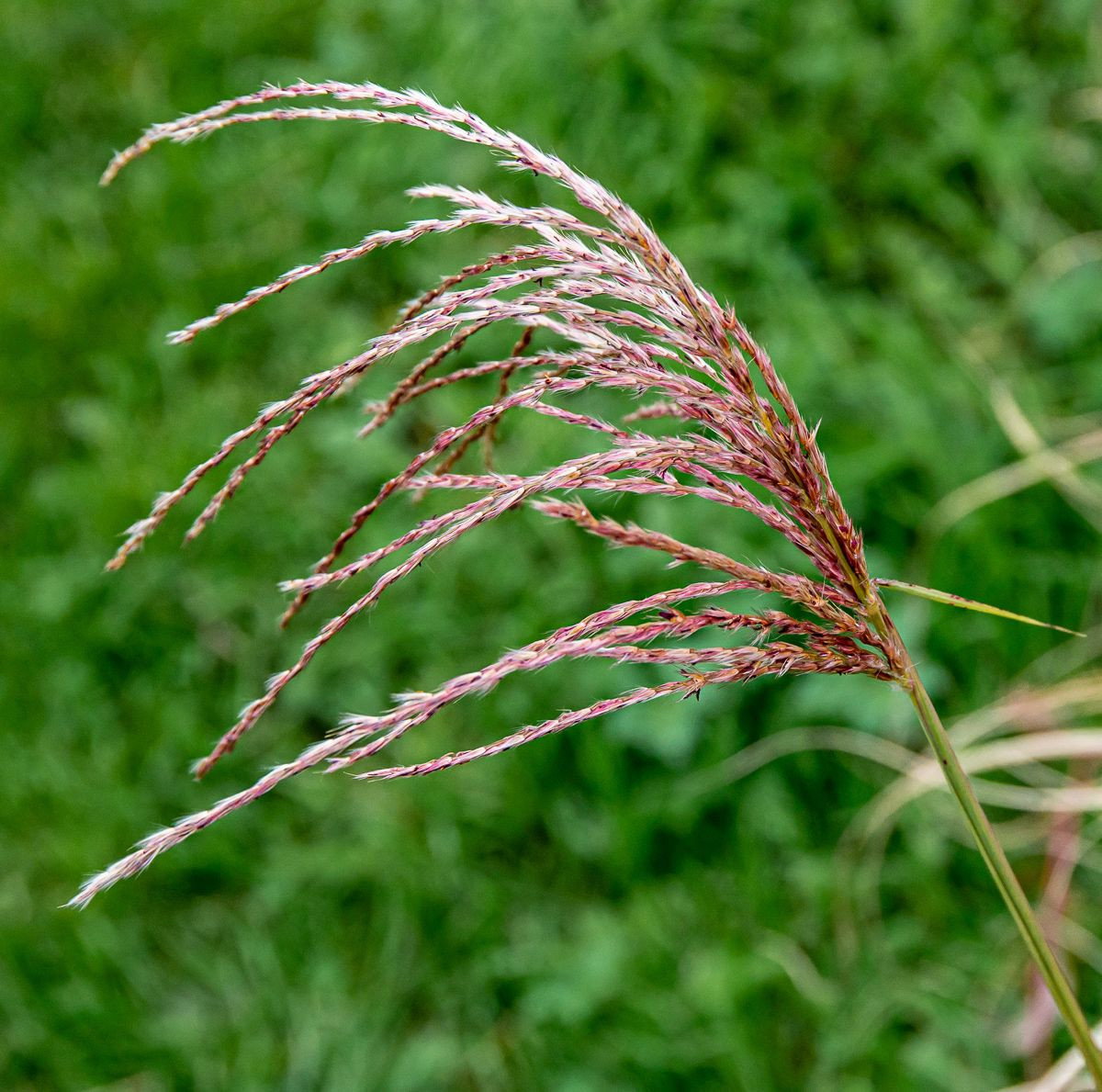 Ziergras Pink Cloud - Miscanthus sinensis Pink Cloud günstig kaufen