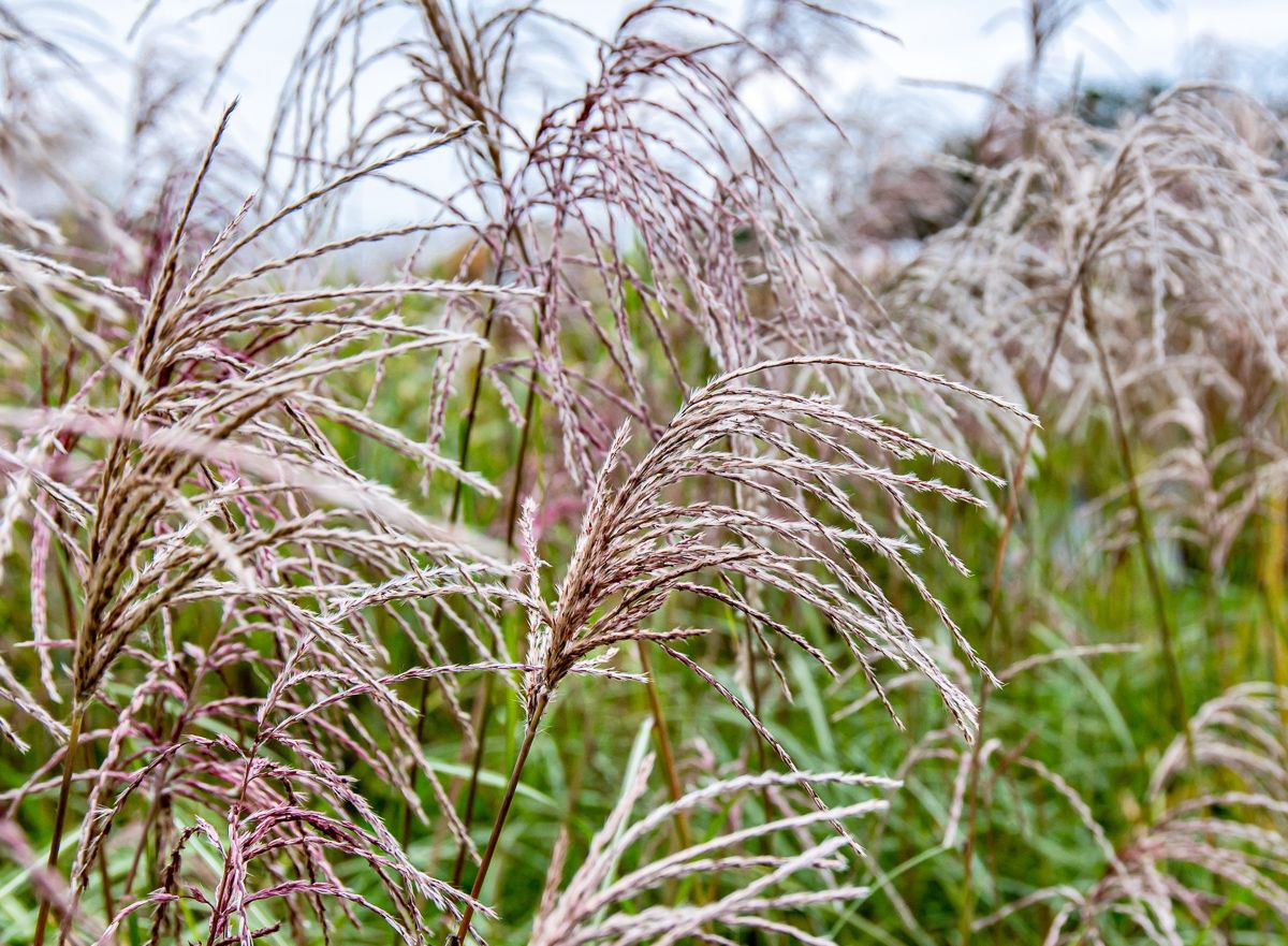 Ziergras Pink Cloud - Miscanthus sinensis Pink Cloud günstig kaufen