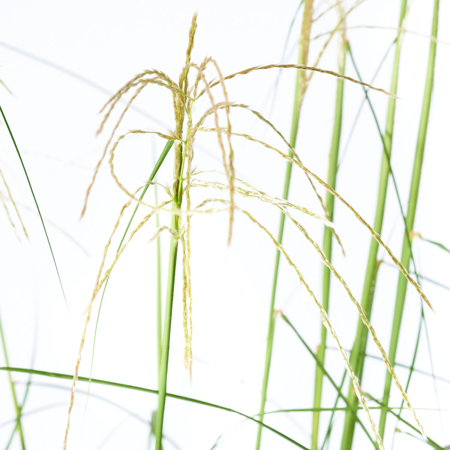 Ziergras Pink Cloud - Miscanthus sinensis Pink Cloud günstig kaufen