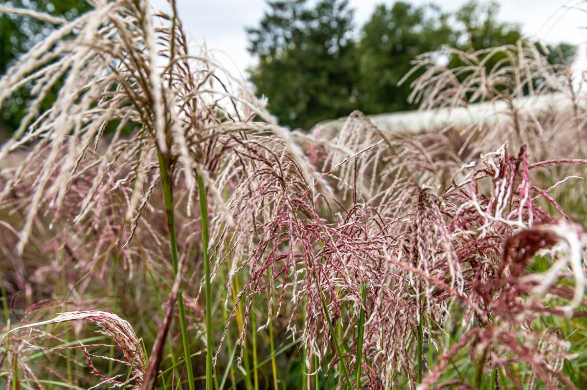 Ziergras Pink Cloud - Miscanthus sinensis Pink Cloud günstig kaufen