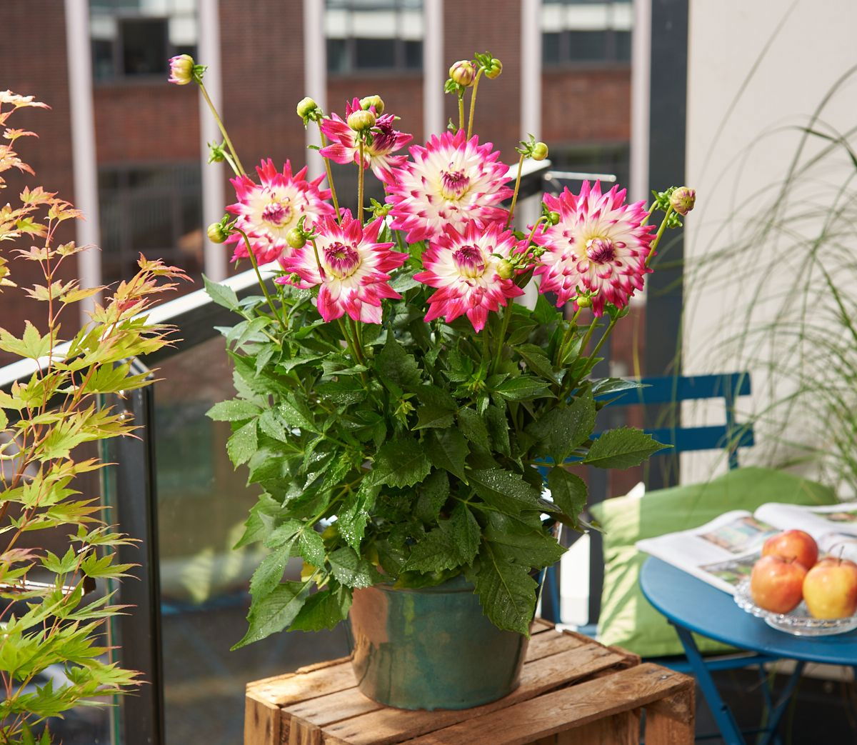 Dahlie Labella Maggiore Rose Bicolour - Dahlia Labella Maggiore Rose ...