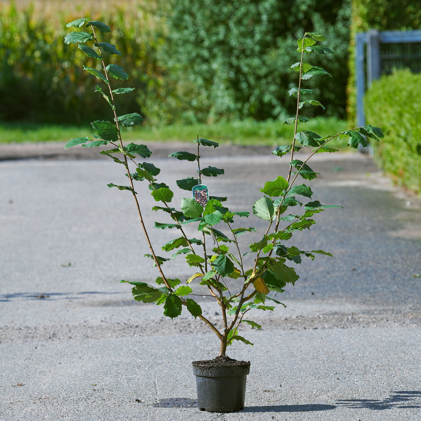 Haselnuss Nottinghams Fruchtbare - Corylus avellana Nottinghams ...
