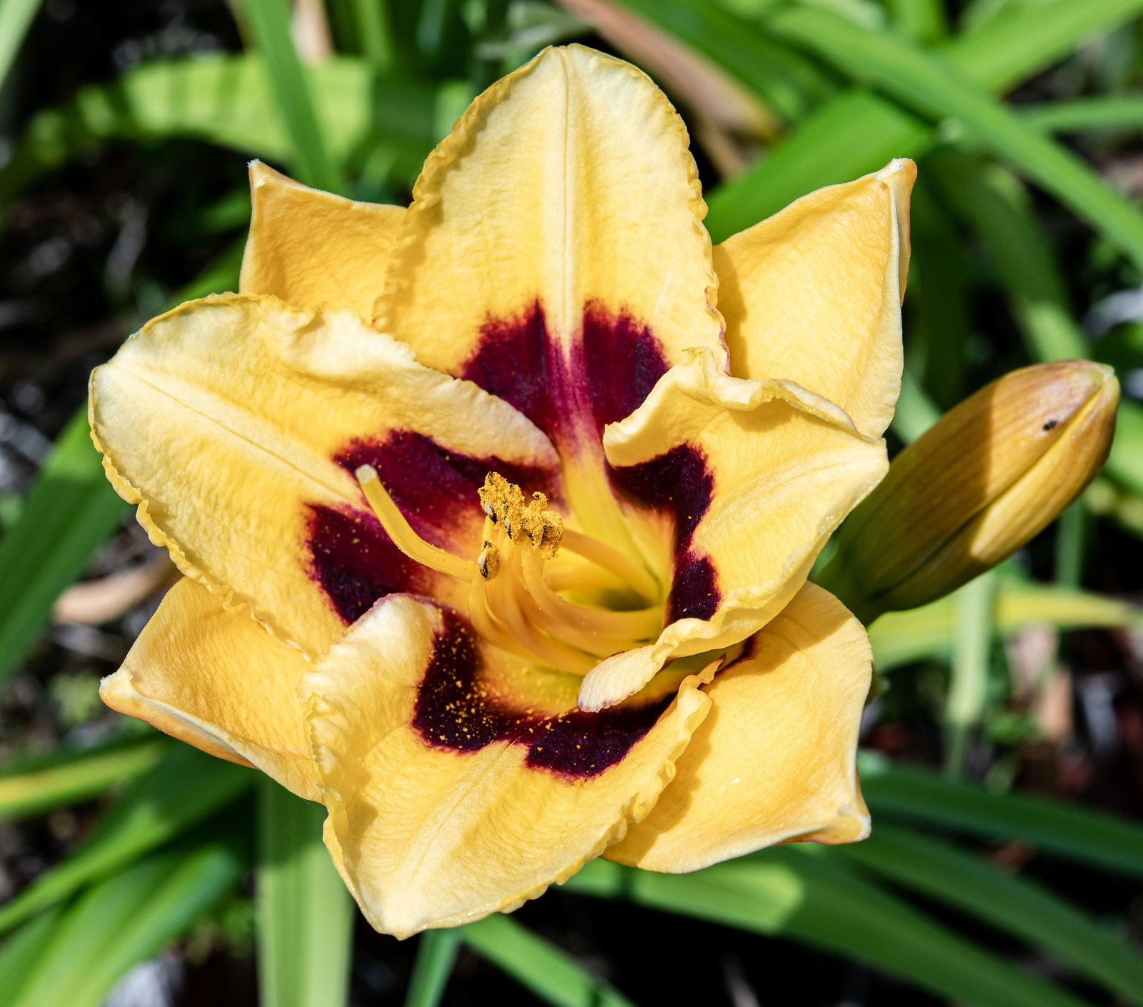 Taglilie Blackberry Candy - Hemerocallis Blackberry Candy günstig kaufen