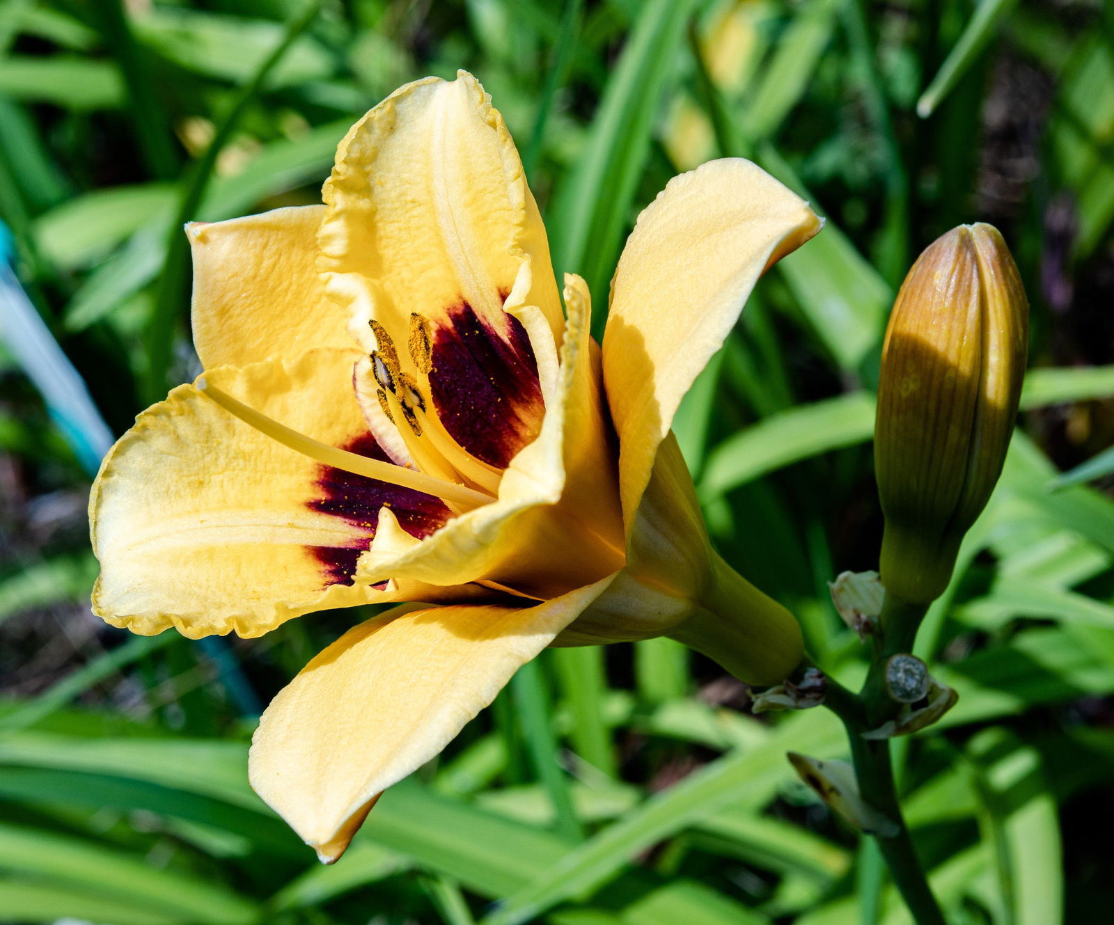 Taglilie Blackberry Candy - Hemerocallis Blackberry Candy günstig kaufen