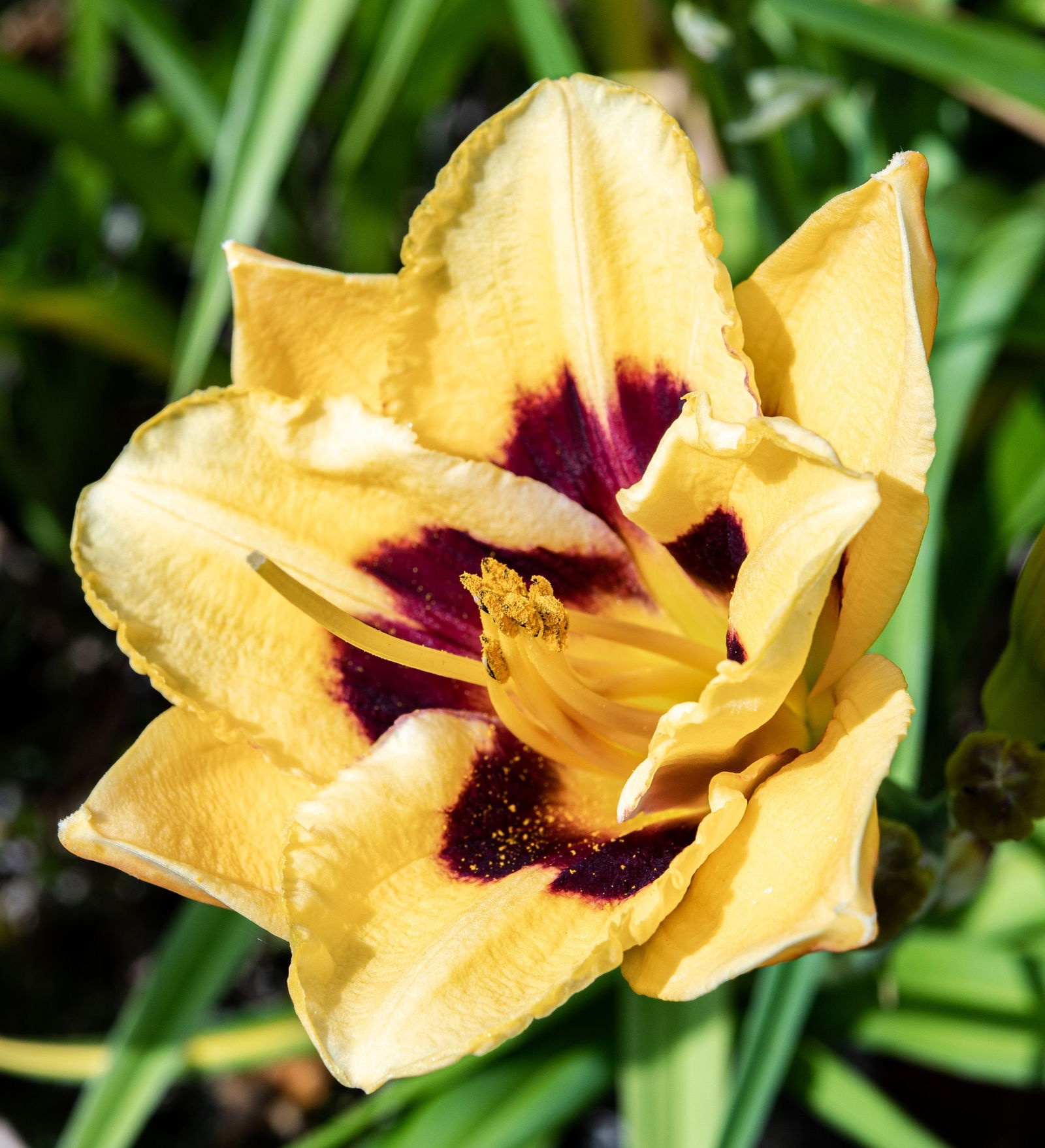 Taglilie Blackberry Candy - Hemerocallis Blackberry Candy günstig kaufen