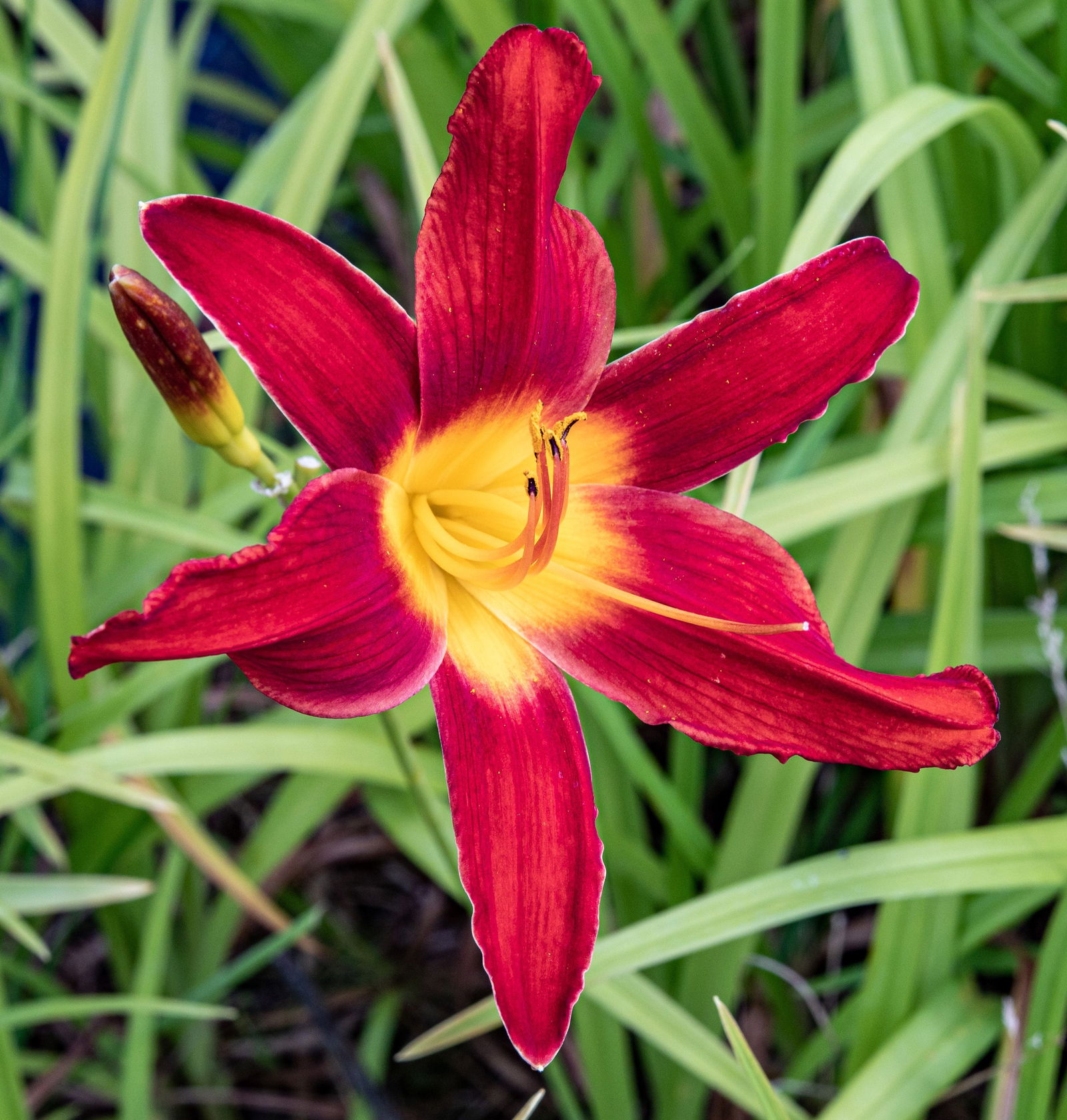 Taglilie Fire Cup - Hemerocallis Fire Cup günstig kaufen