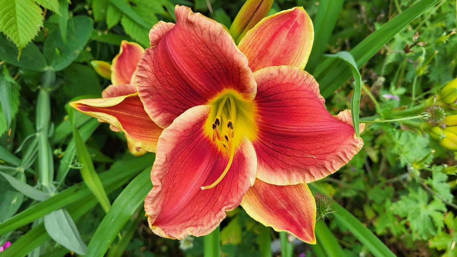 Taglilie Geneva Fire Truck - Hemerocallis Geneva Fire Truck günstig kaufen