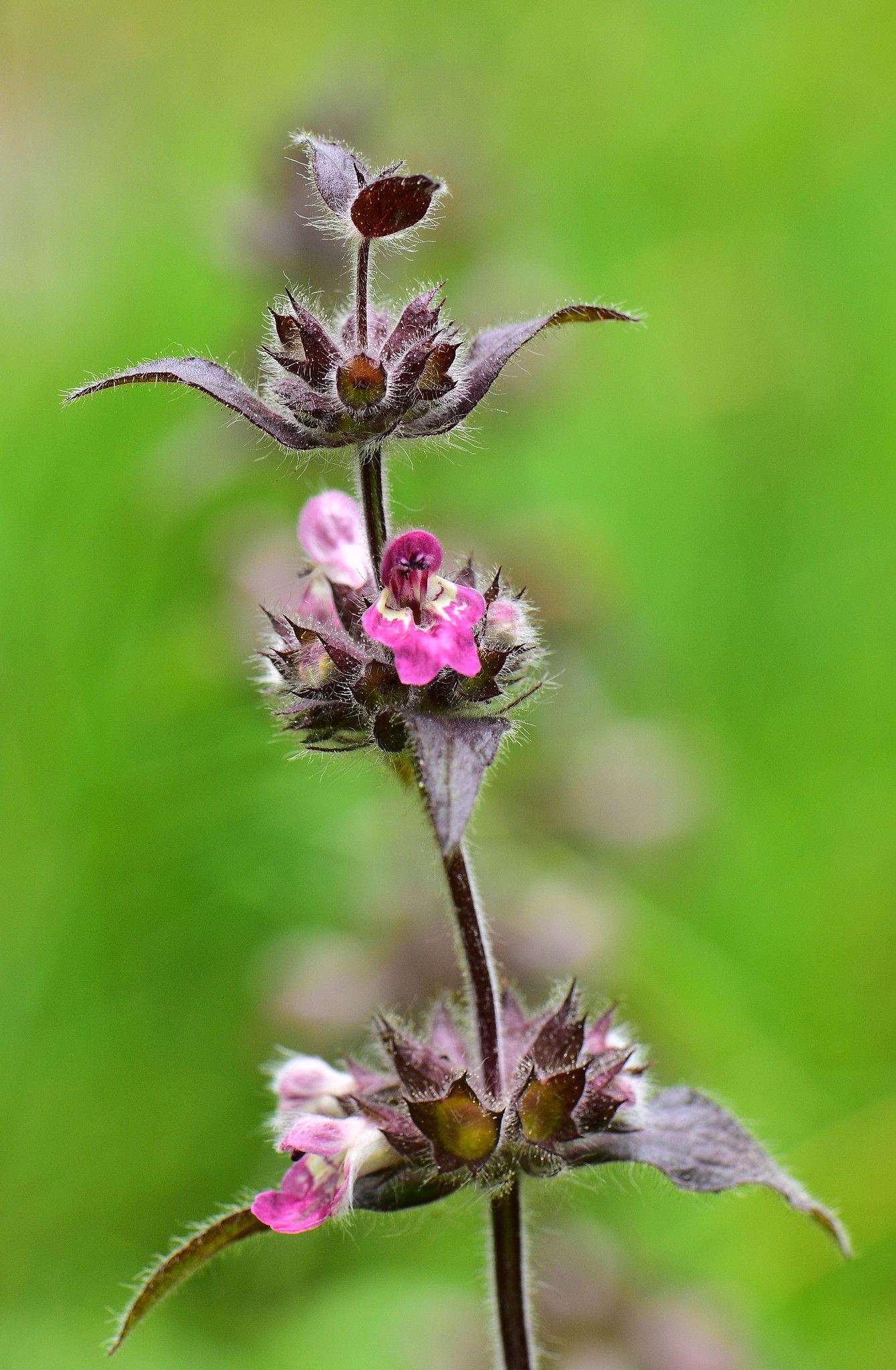 Alpen Ziest - Stachys alpina günstig kaufen