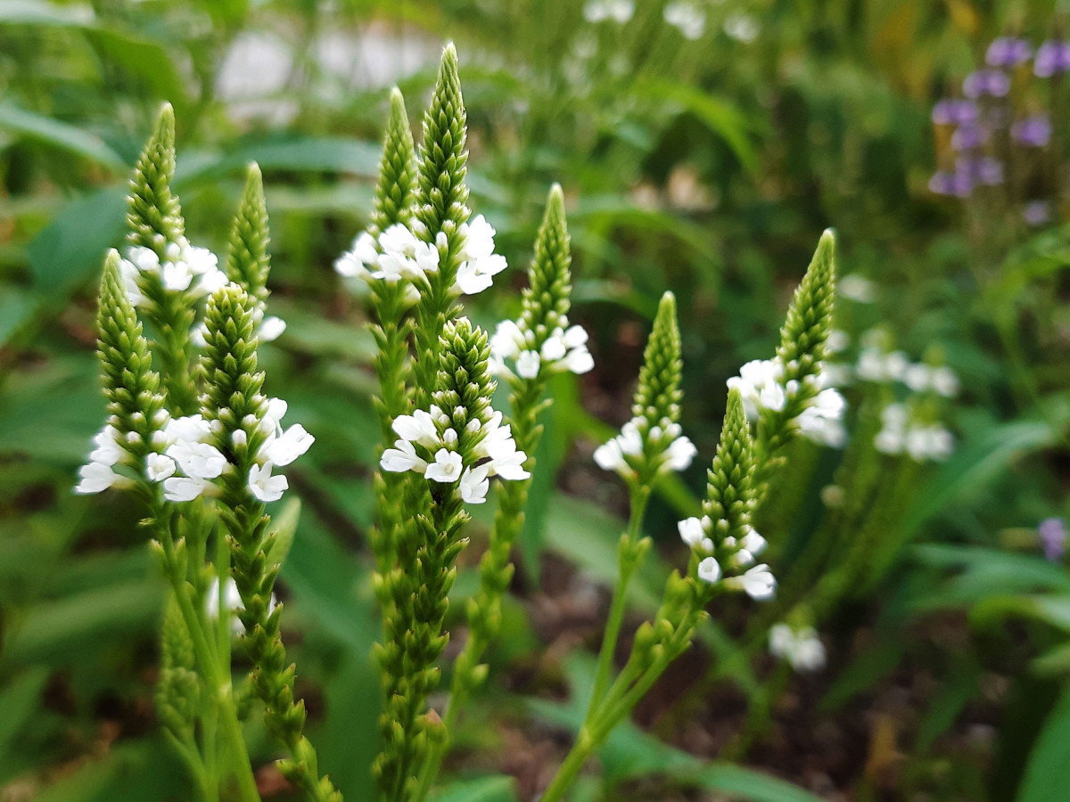 Argentinisches Eisenkraut - Verbena bonariensis günstig kaufen