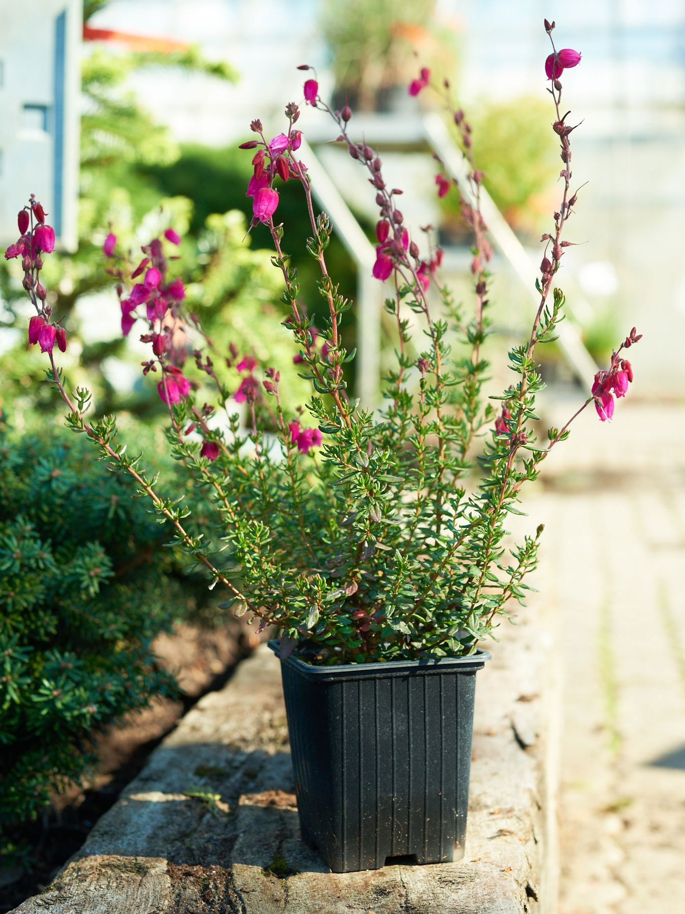 Irische Heide Samtrot - Daboecia cantabrica Samtrot günstig kaufen