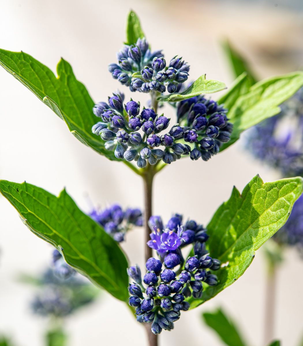 Bartblume Blue Knight - Caryopteris clandonensis Blue Knight günstig kaufen