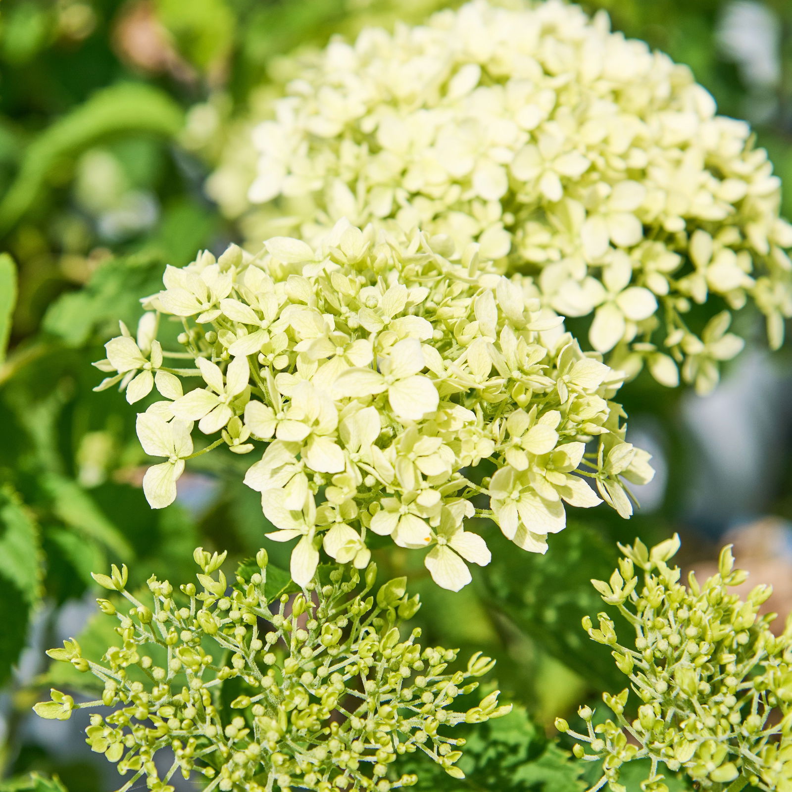 Zwerg-Schneeballhortensie Bella Ragazza® Blanchetta - Hydrangea ...