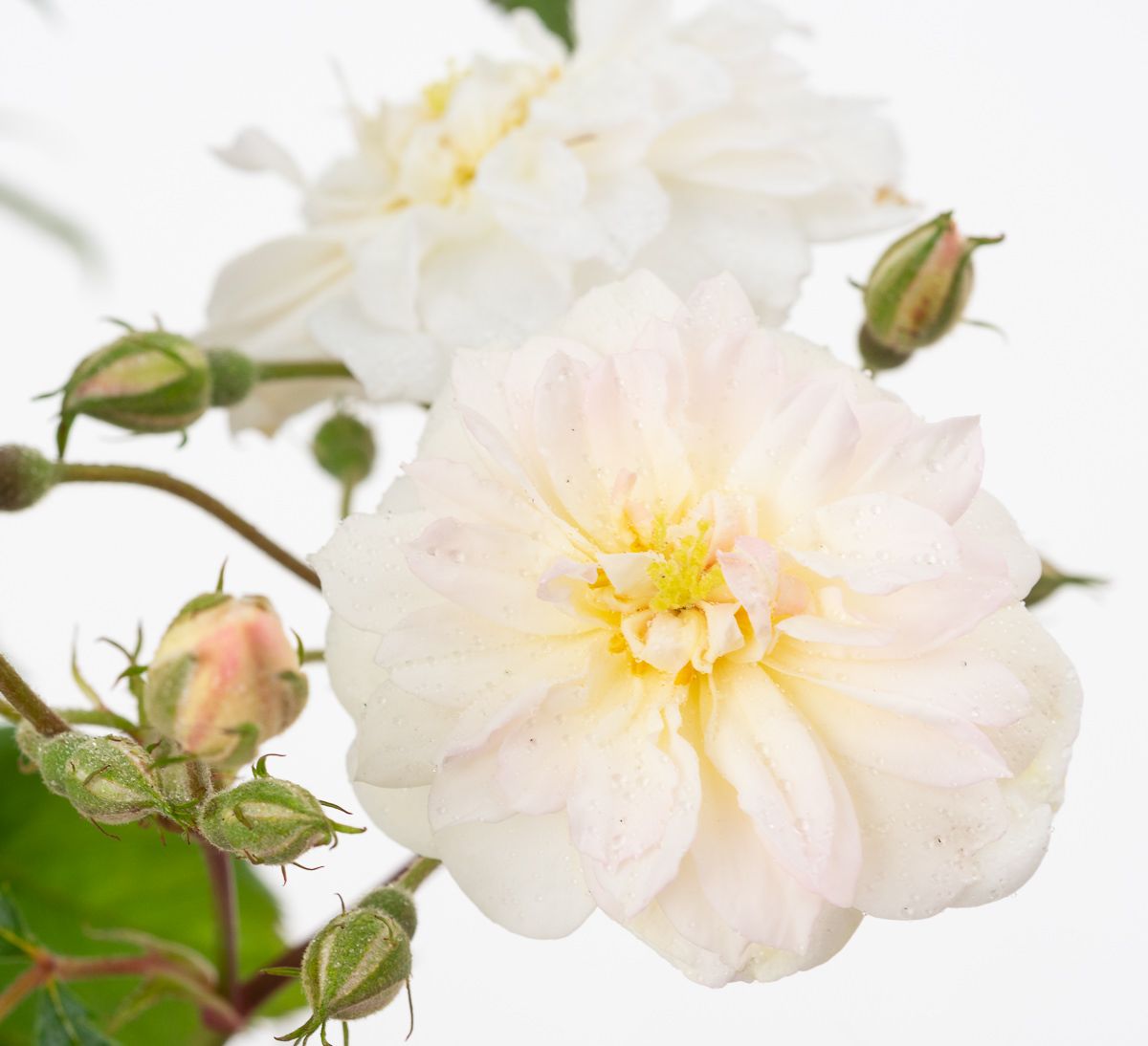 Kletterrose Snow Goose - Rosa Snow Goose günstig kaufen