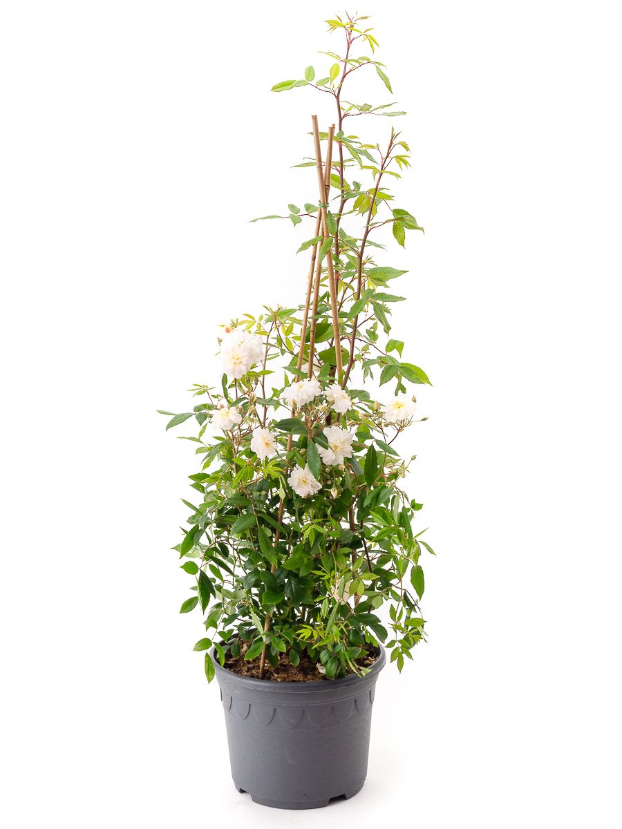 Kletterrose Snow Goose - Rosa Snow Goose günstig kaufen