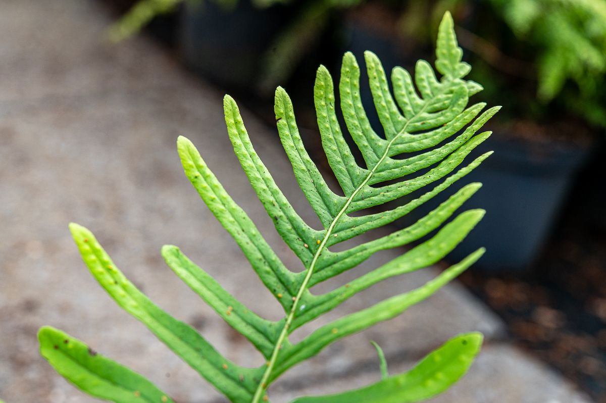 Tüpfelfarn Poldy - Polypodium vulgare Poldy günstig kaufen