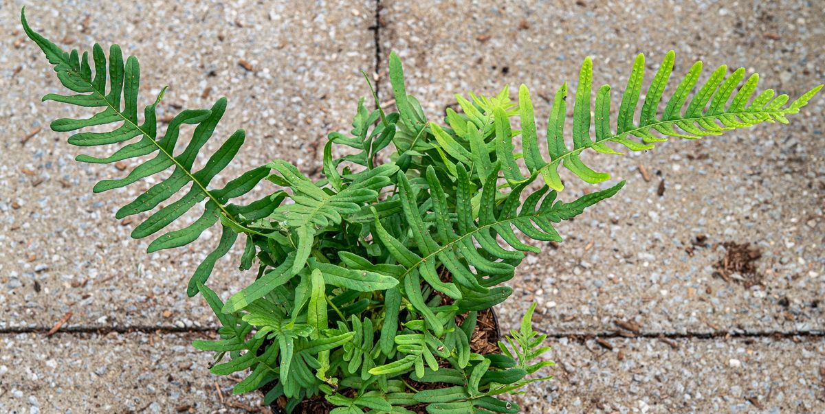 Tüpfelfarn Poldy - Polypodium vulgare Poldy günstig kaufen