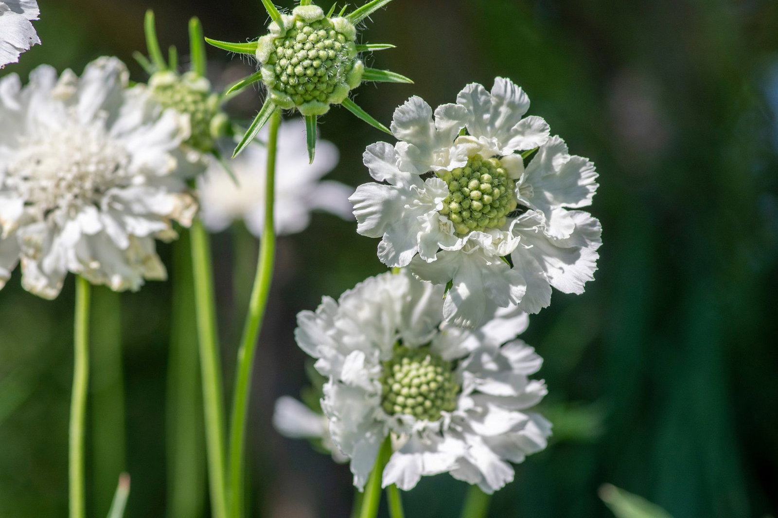 Kaukasus-Grindkraut, Skabiose - Scabiosa caucasica günstig kaufen