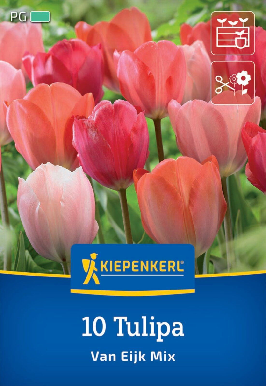 Tulpe van Eijk Mix - Kiepenkerl Darwin Hybrid-Tulpe van Eijk günstig kaufen