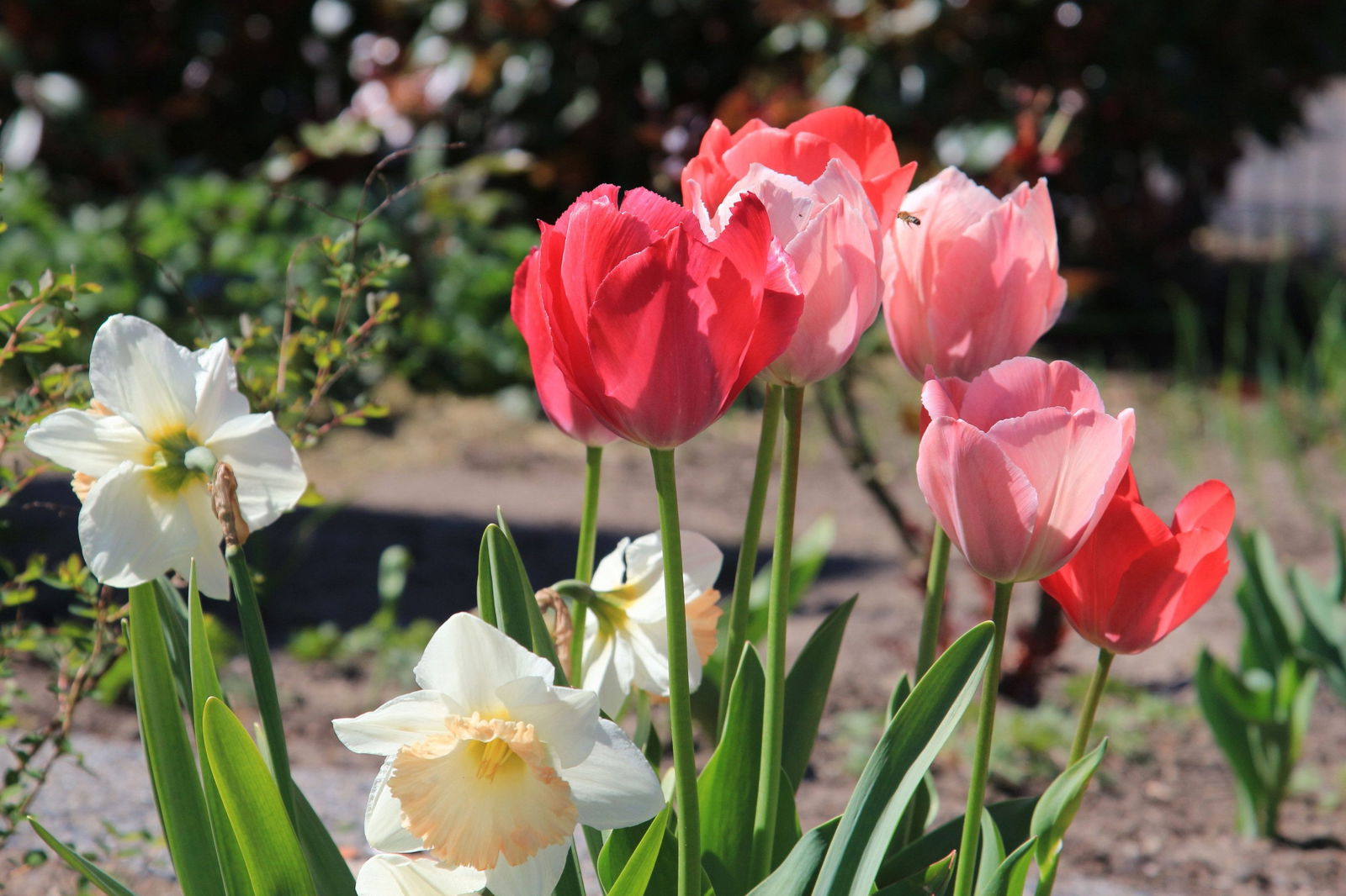 Tulpe van Eijk Mix - Kiepenkerl Darwin Hybrid-Tulpe van Eijk günstig kaufen