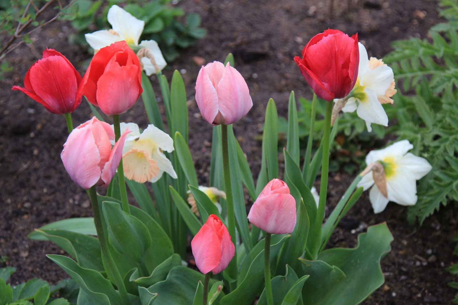 Tulpe van Eijk Mix - Kiepenkerl Darwin Hybrid-Tulpe van Eijk günstig kaufen