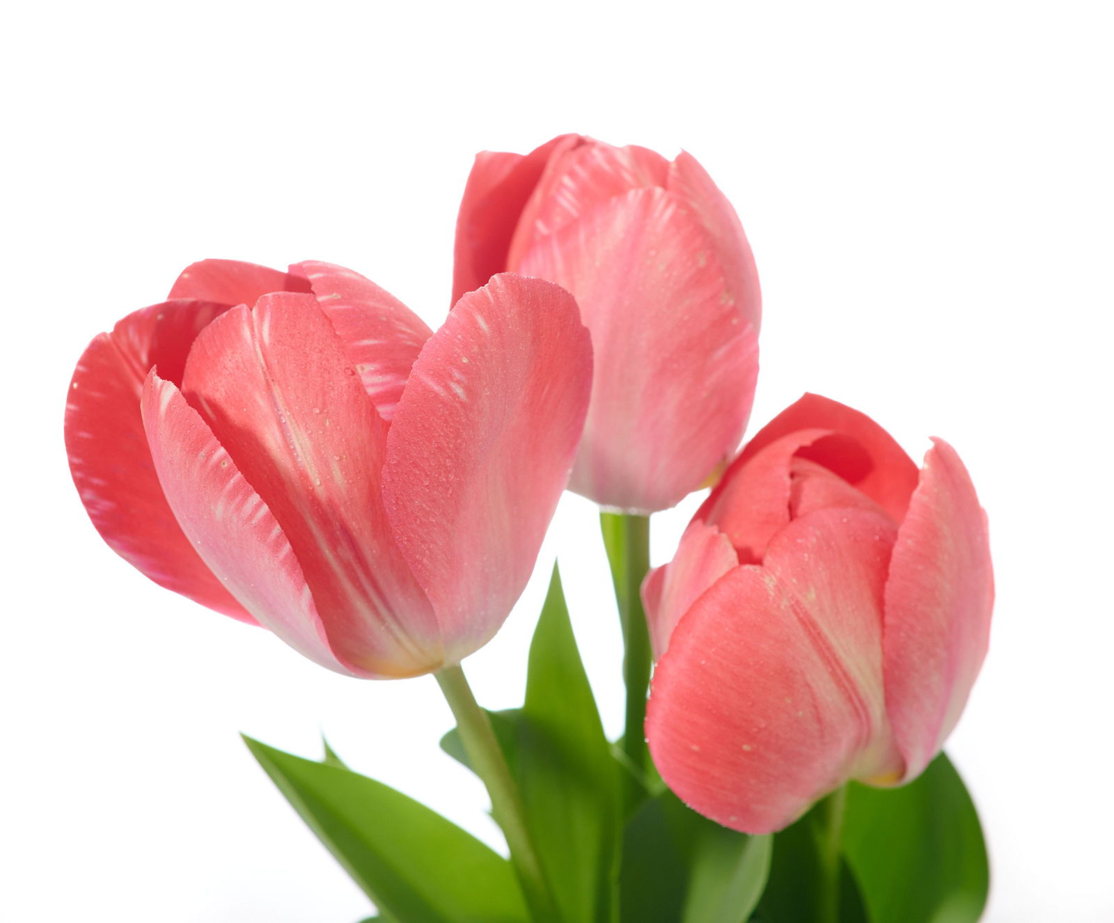 Tulpe van Eijk Mix - Kiepenkerl Darwin Hybrid-Tulpe van Eijk günstig kaufen