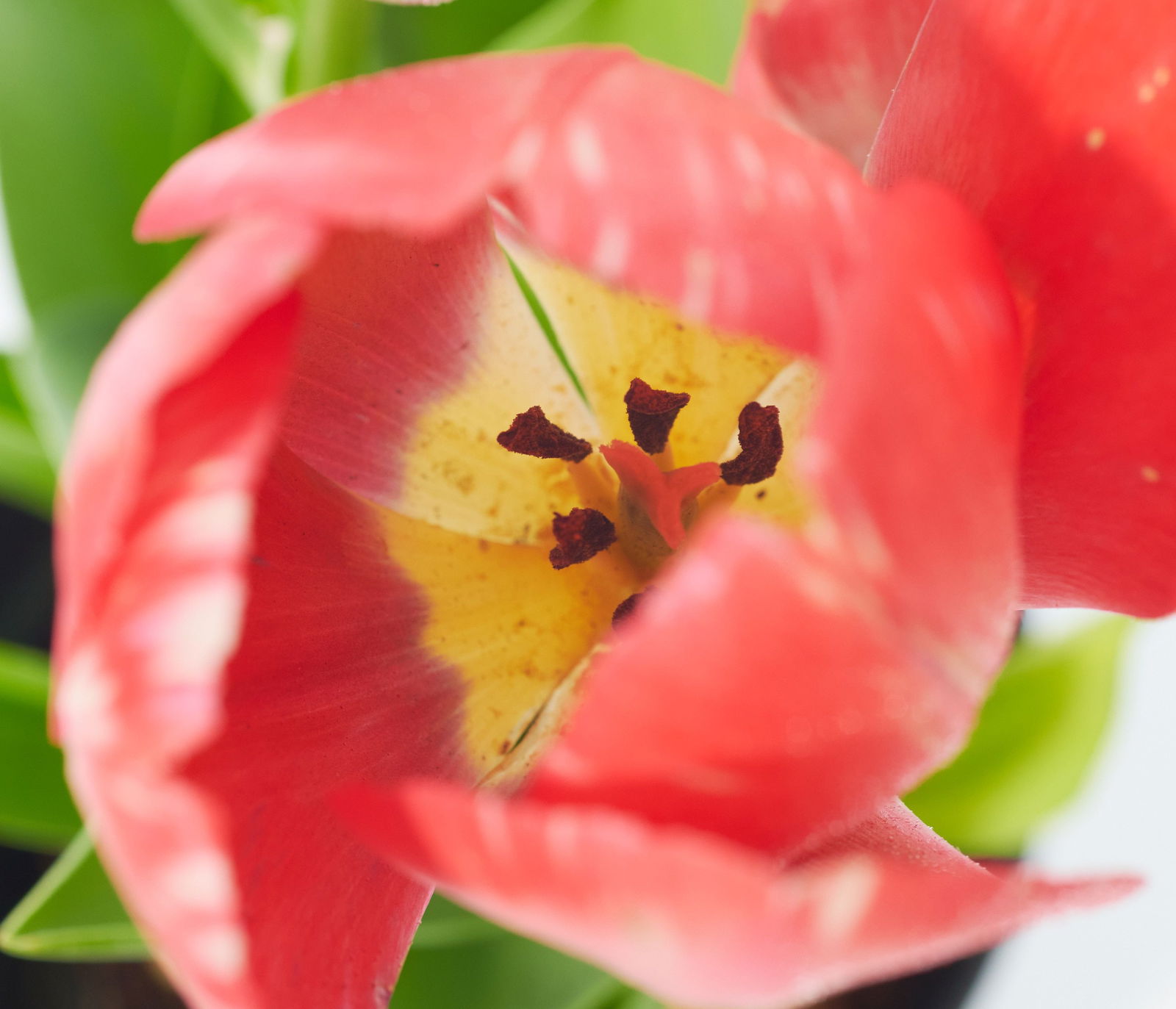 Tulpe van Eijk Mix - Kiepenkerl Darwin Hybrid-Tulpe van Eijk günstig kaufen