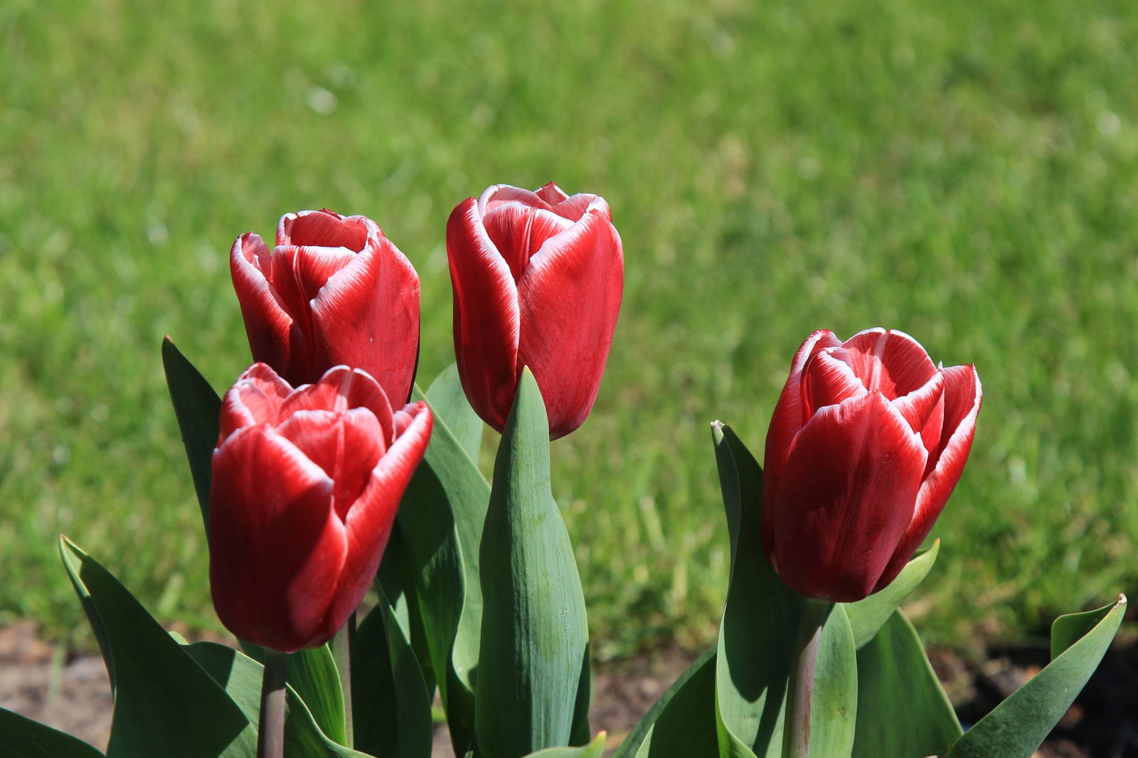 Triumph-Tulpe Vampire - Kiepenkerl Tulipa x hybride Vampire günstig kaufen