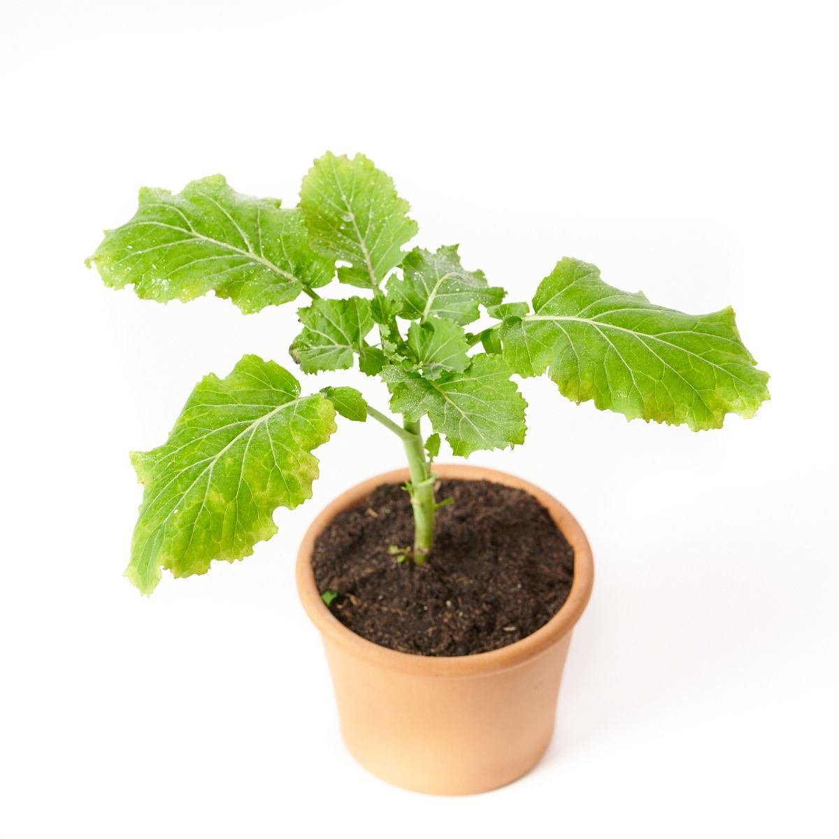 Ewiger Kohl, Baumkohl - Brassica oleracea var. ramosa günstig kaufen