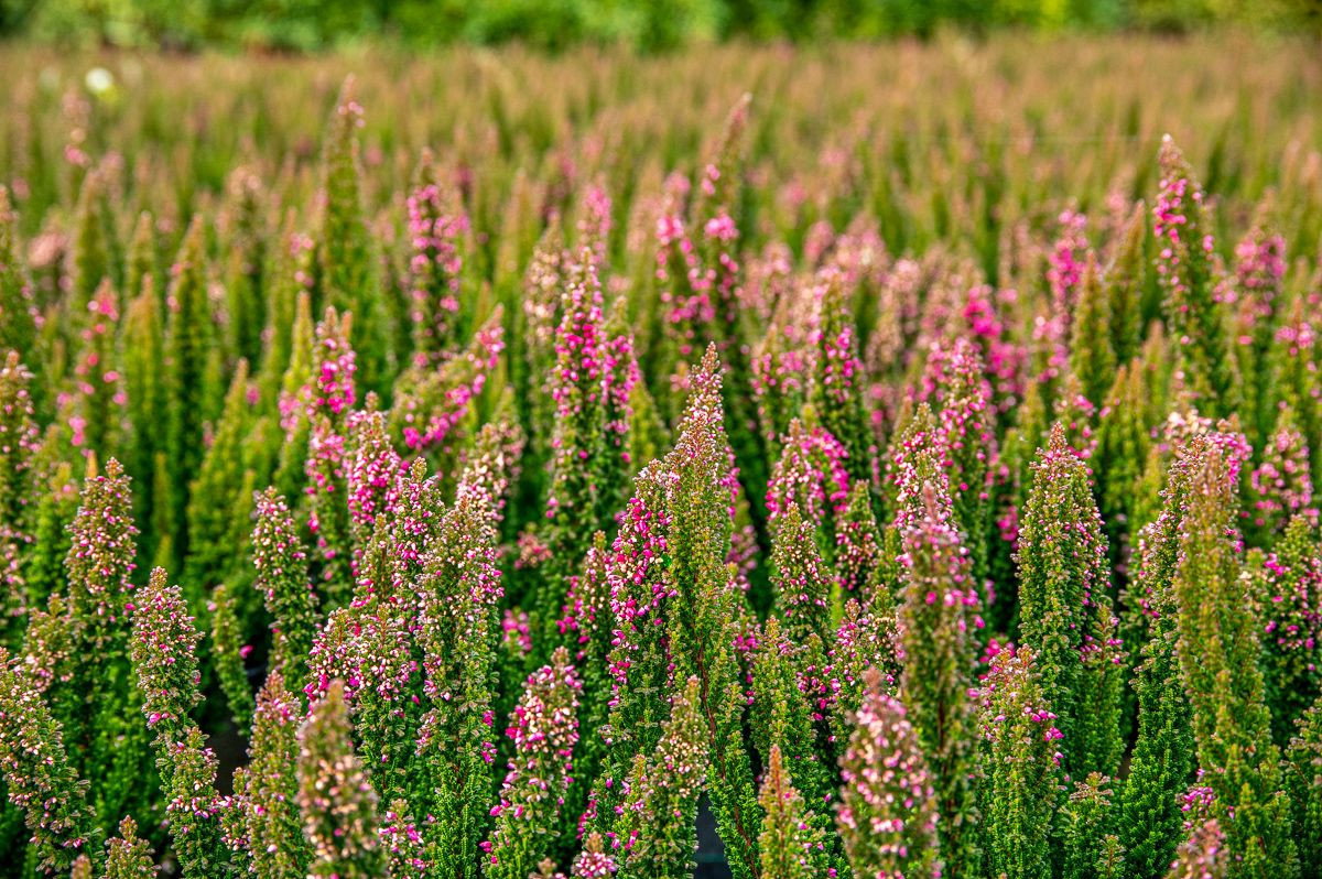 Sommerheide Skyline® Stockholm - Calluna vulgaris Skyline® Stockholm ...