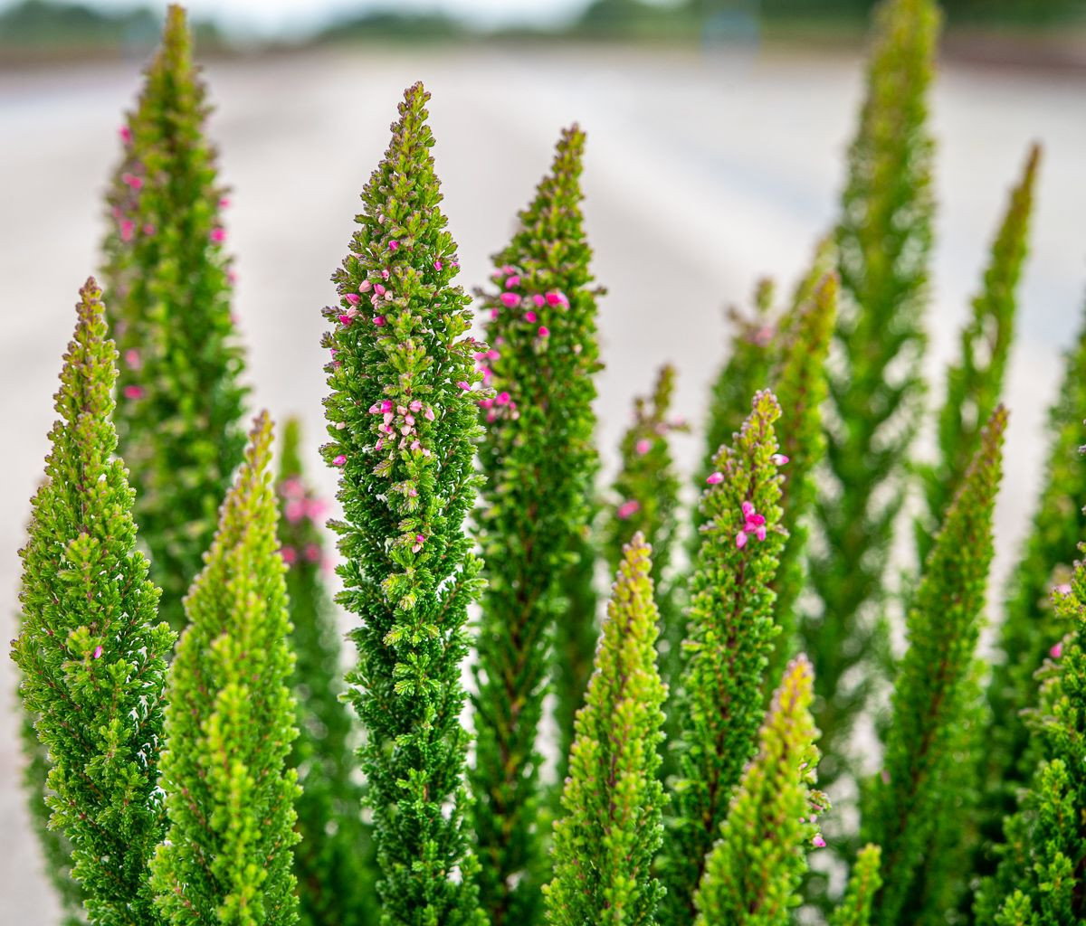 Erstaunlich Calluna Vulgaris Skyline Fotos