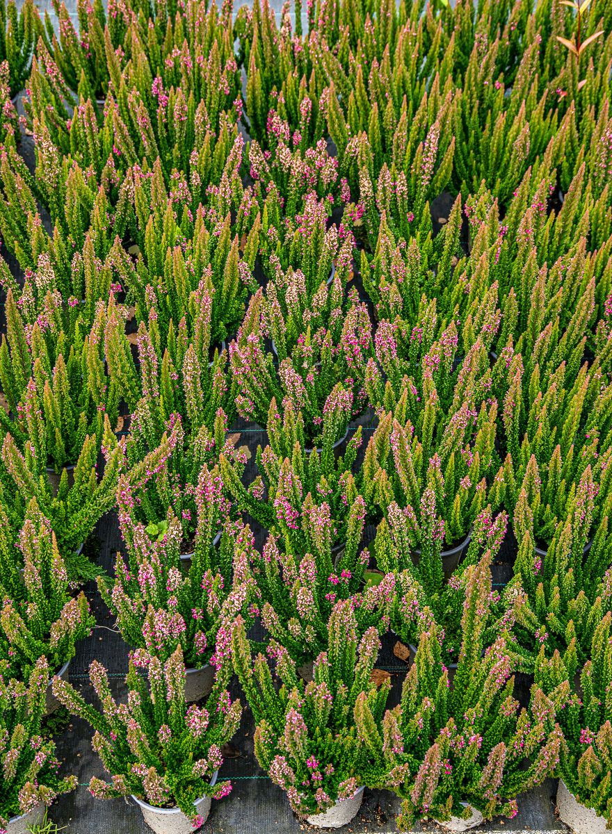 Sommerheide Skyline® Stockholm - Calluna vulgaris Skyline® Stockholm günstig kaufen