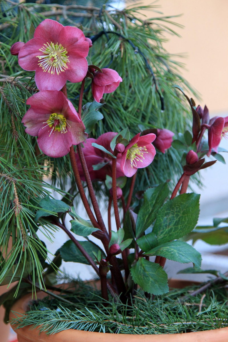 Christrose rotblühend - Helleborus orientalis Red günstig kaufen