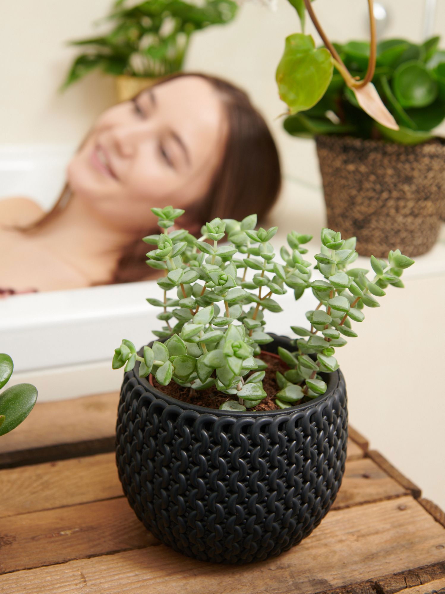 Dickblatt - Crassula perforata günstig kaufen