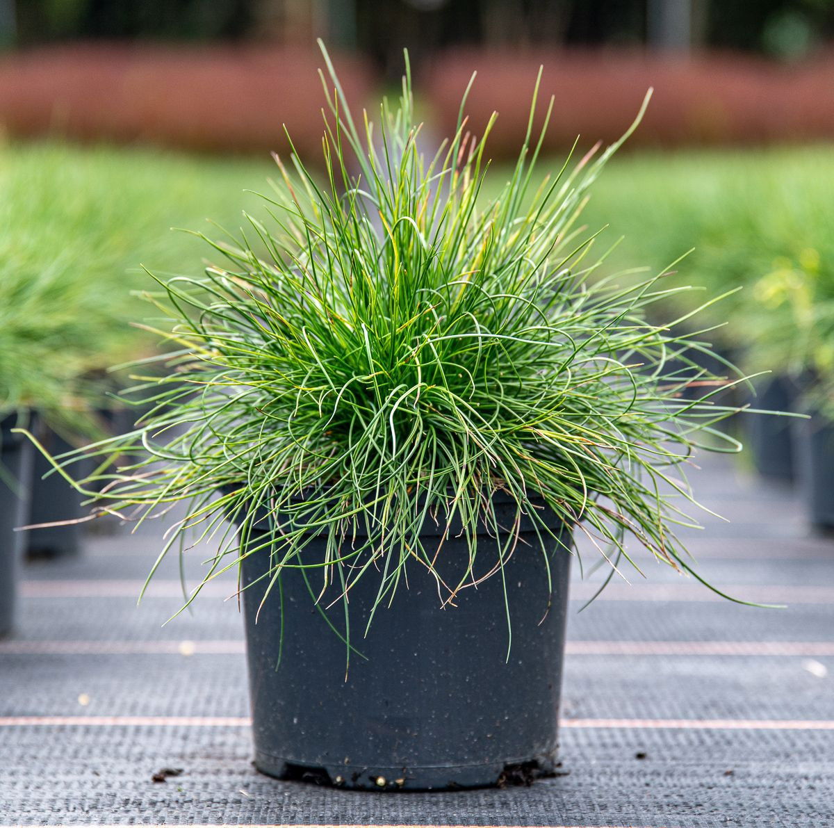 Blau-Schwingel Green Form - Festuca cinerea Green Form günstig kaufen