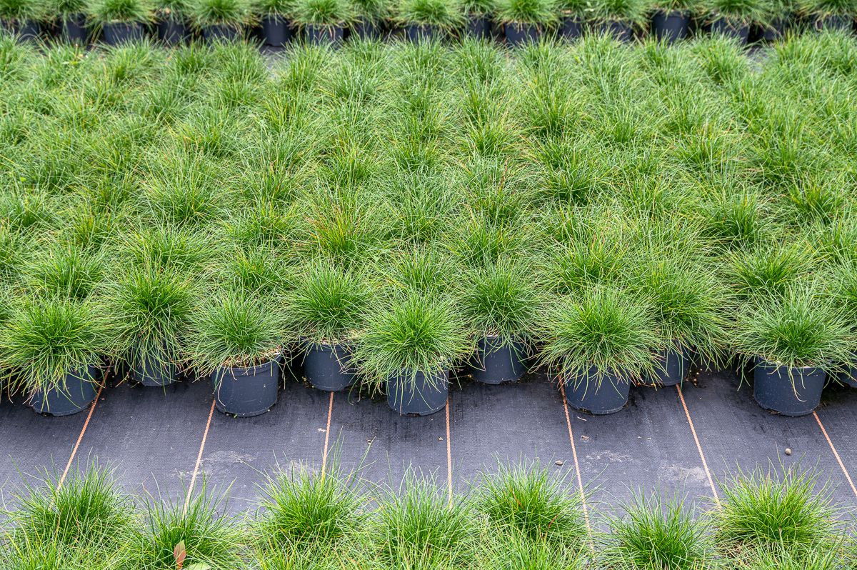 Blau-Schwingel Green Form - Festuca cinerea Green Form günstig kaufen