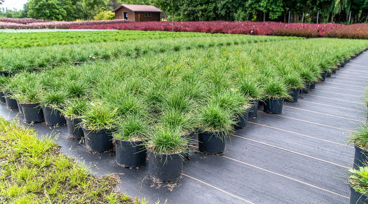 Blau-Schwingel Green Form - Festuca cinerea Green Form günstig kaufen