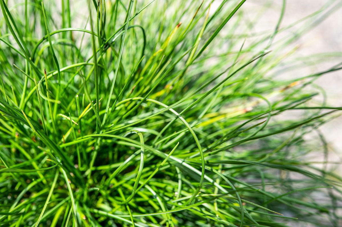 Blau-Schwingel Green Form - Festuca cinerea Green Form günstig kaufen