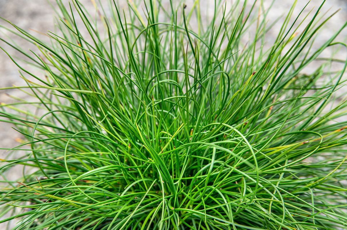Blau-Schwingel Green Form - Festuca cinerea Green Form günstig kaufen