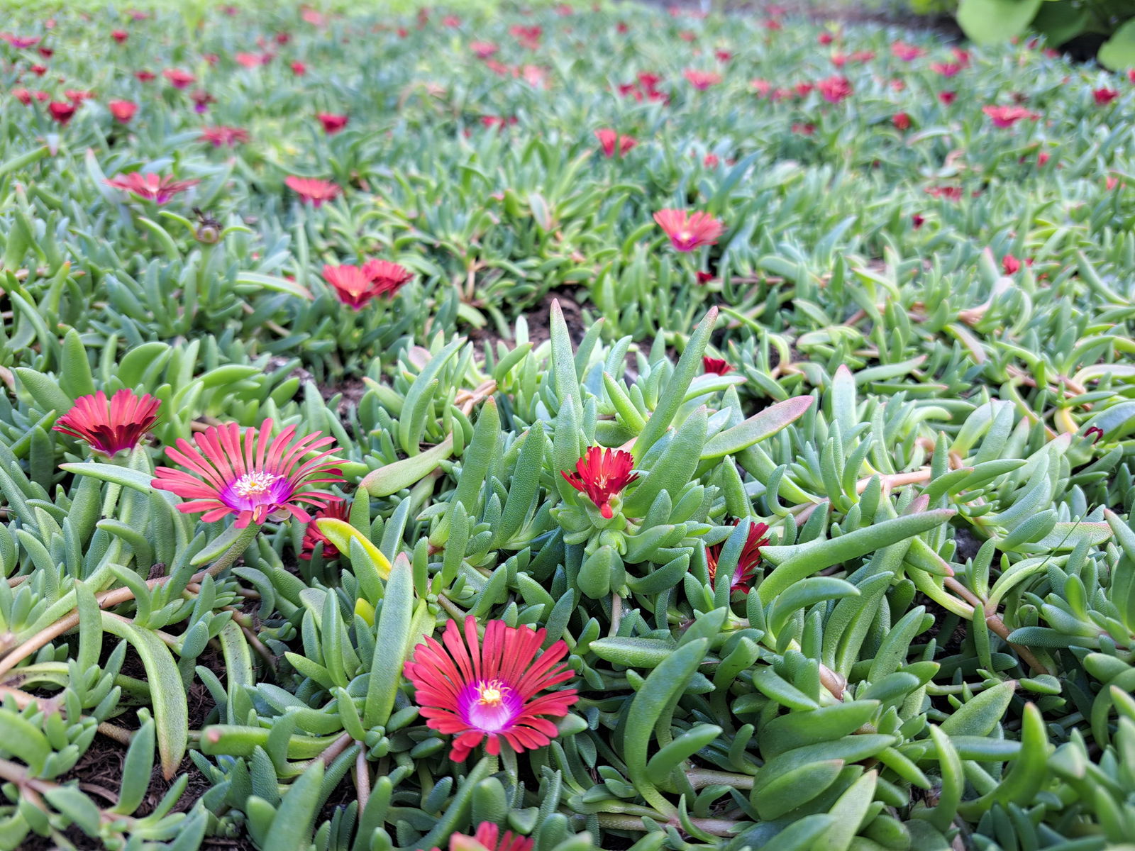 Mittagsblümchen Sundella Red - Delosperma x cultorum Sundella Red ...