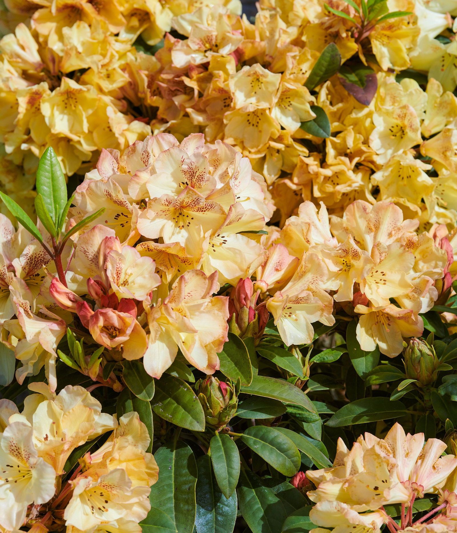 Rhododendron Savanna Gold - Rhododendron Hybride Savanna Gold günstig ...