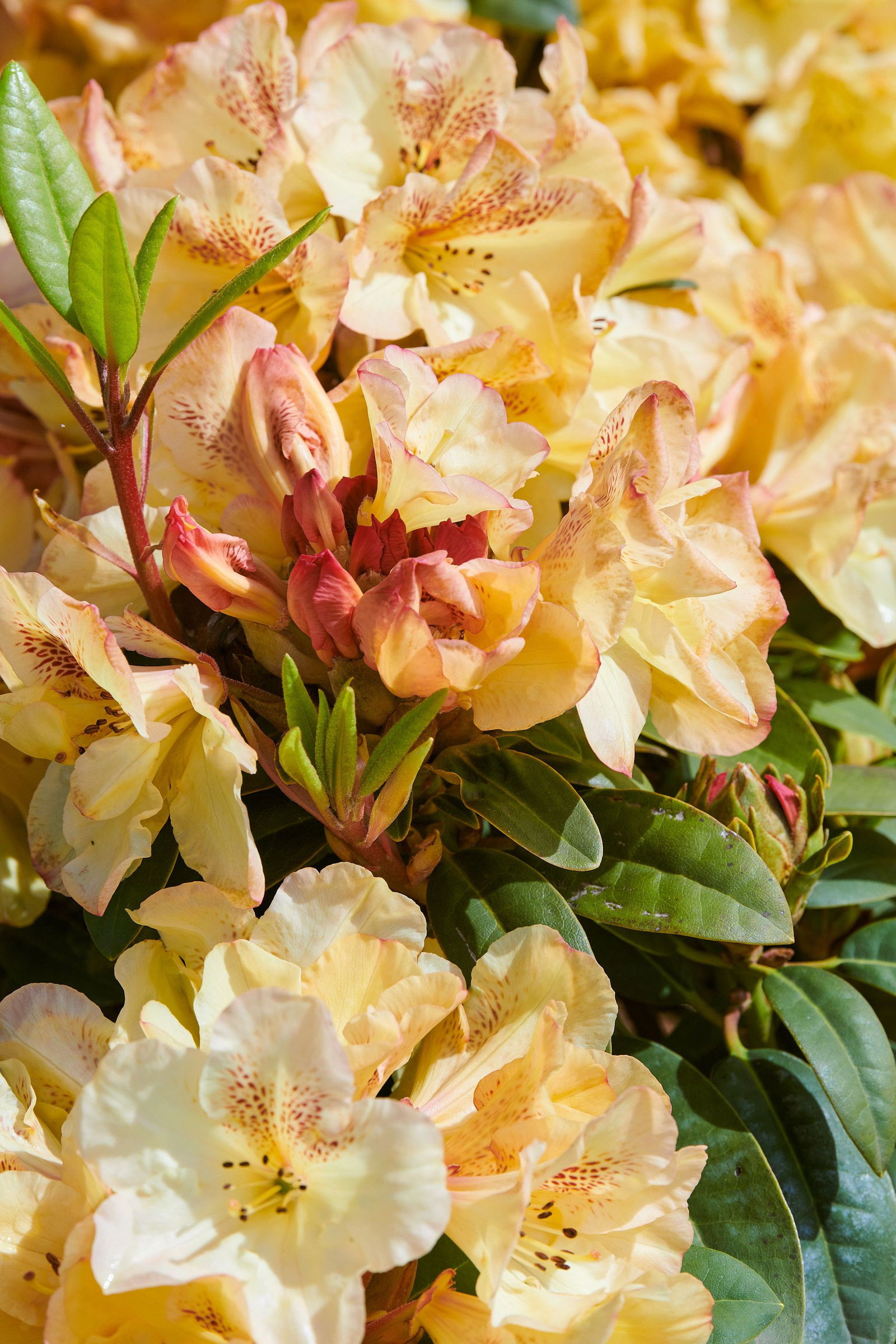 Rhododendron Savanna Gold - Rhododendron Hybride Savanna Gold günstig ...