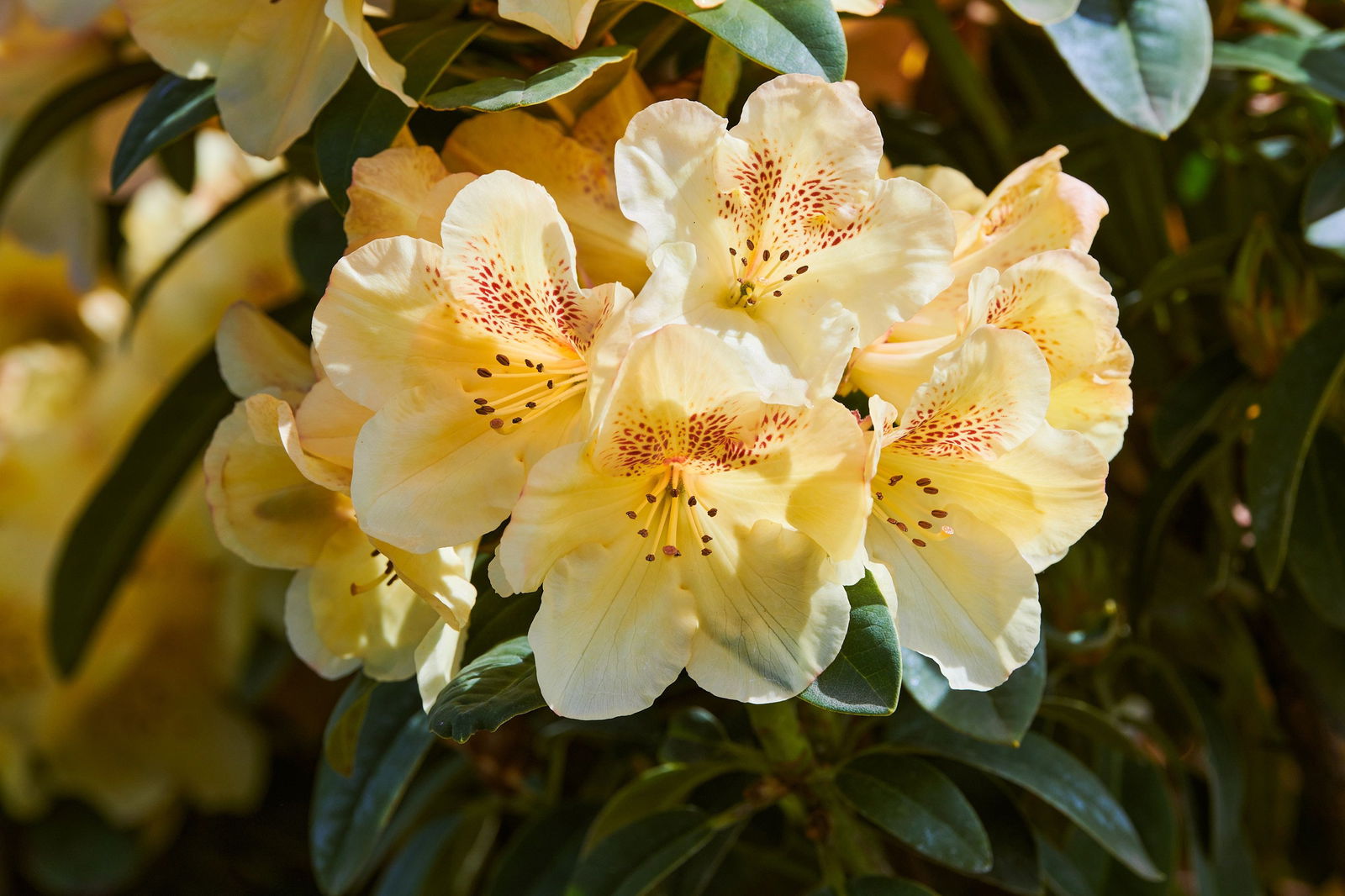 Rhododendron Savanna Gold - Rhododendron Hybride Savanna Gold günstig ...