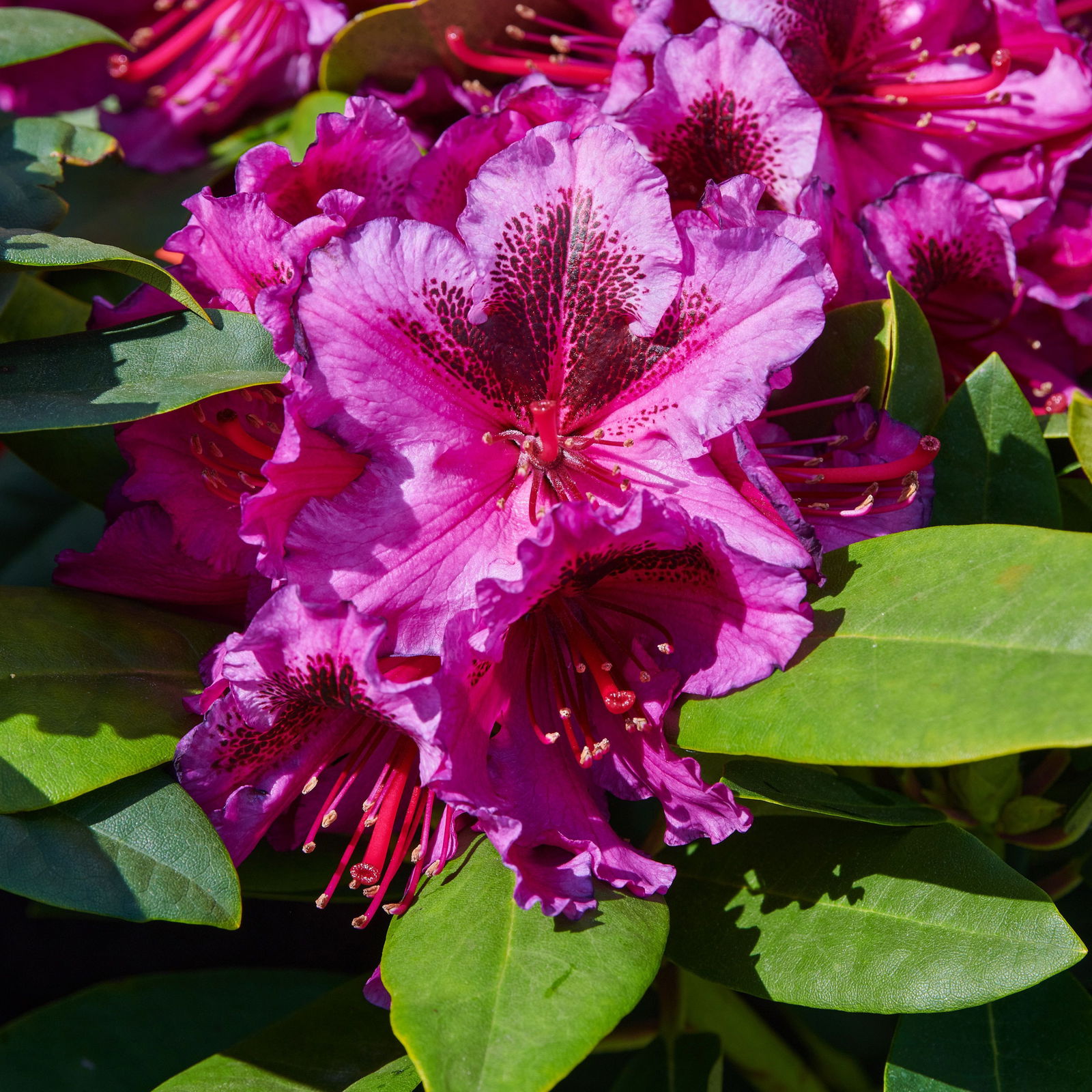 Rhododendron Black Eye - Rhododendron Hybride Black Eye günstig kaufen