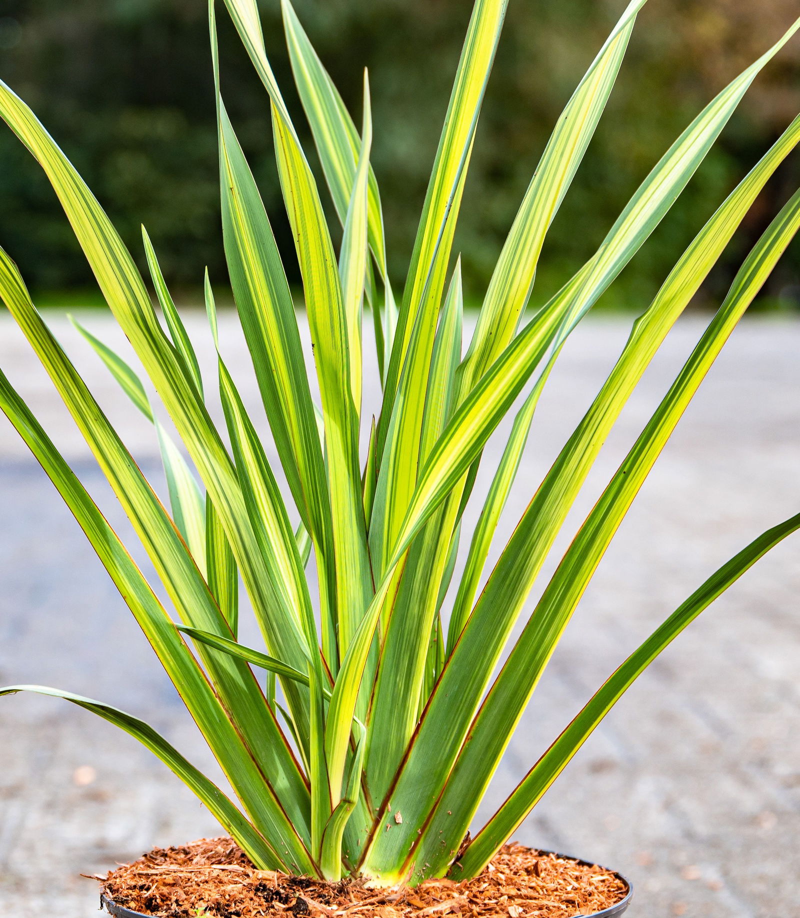 Neuseelandflachs Yellow Wave - Phormium tenax Yellow Wave günstig kaufen