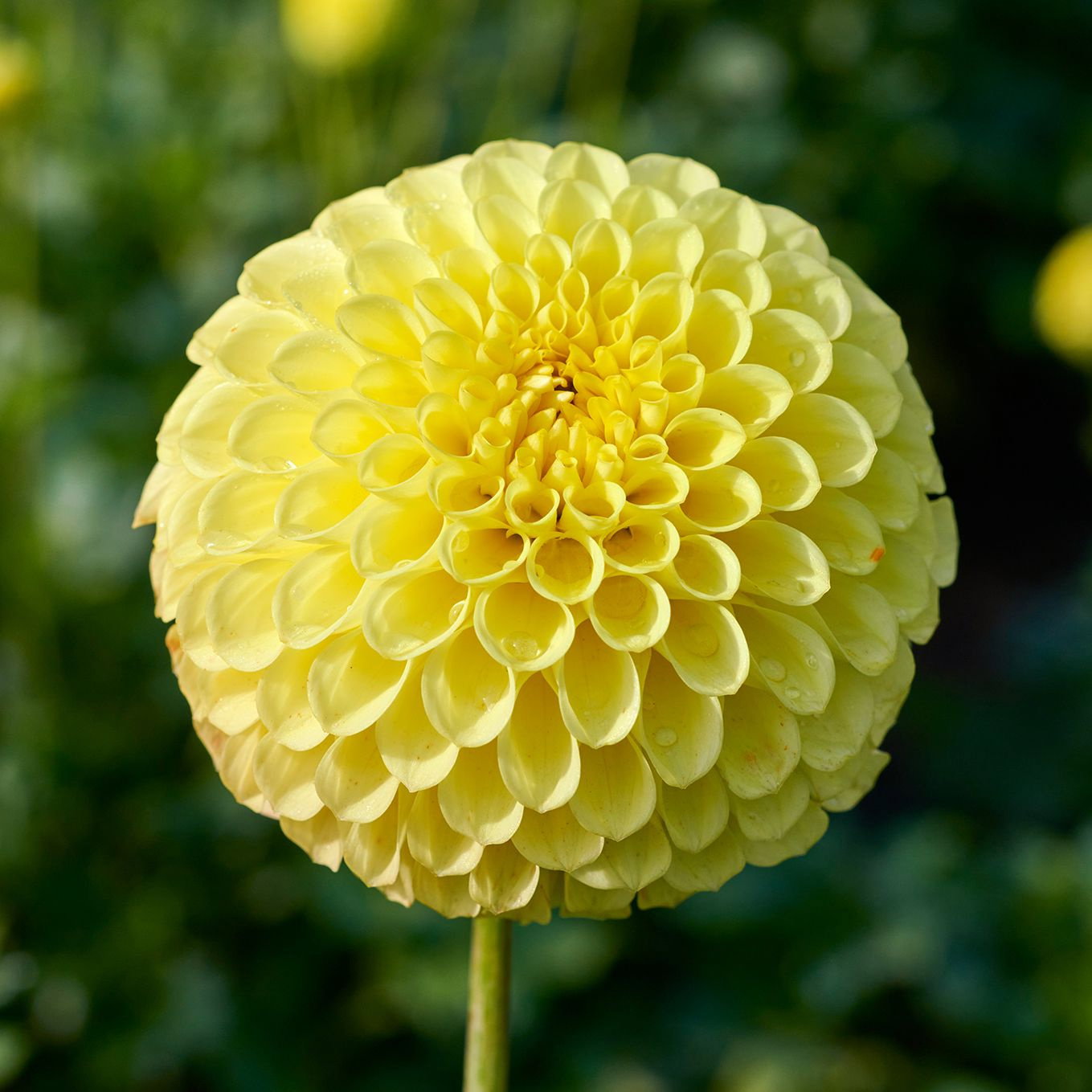 Dahlie First Lady - Dahlia First Lady günstig kaufen